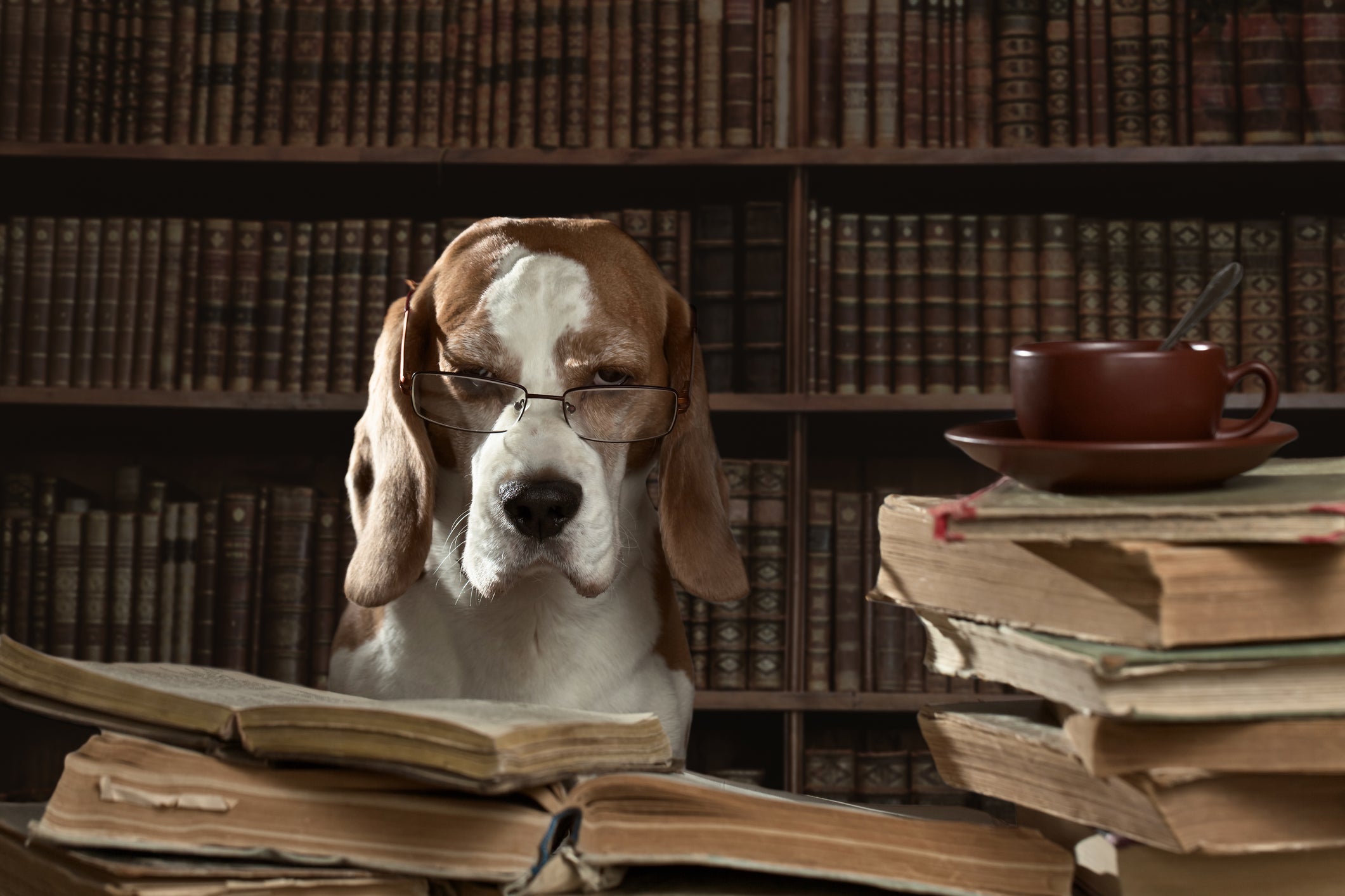 The What, How, And Why Of Pet Trusts: Part One | Vet Organics