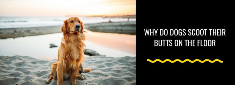 Why Do Dogs Scoot Their Butts on the Floor – Vet Organics