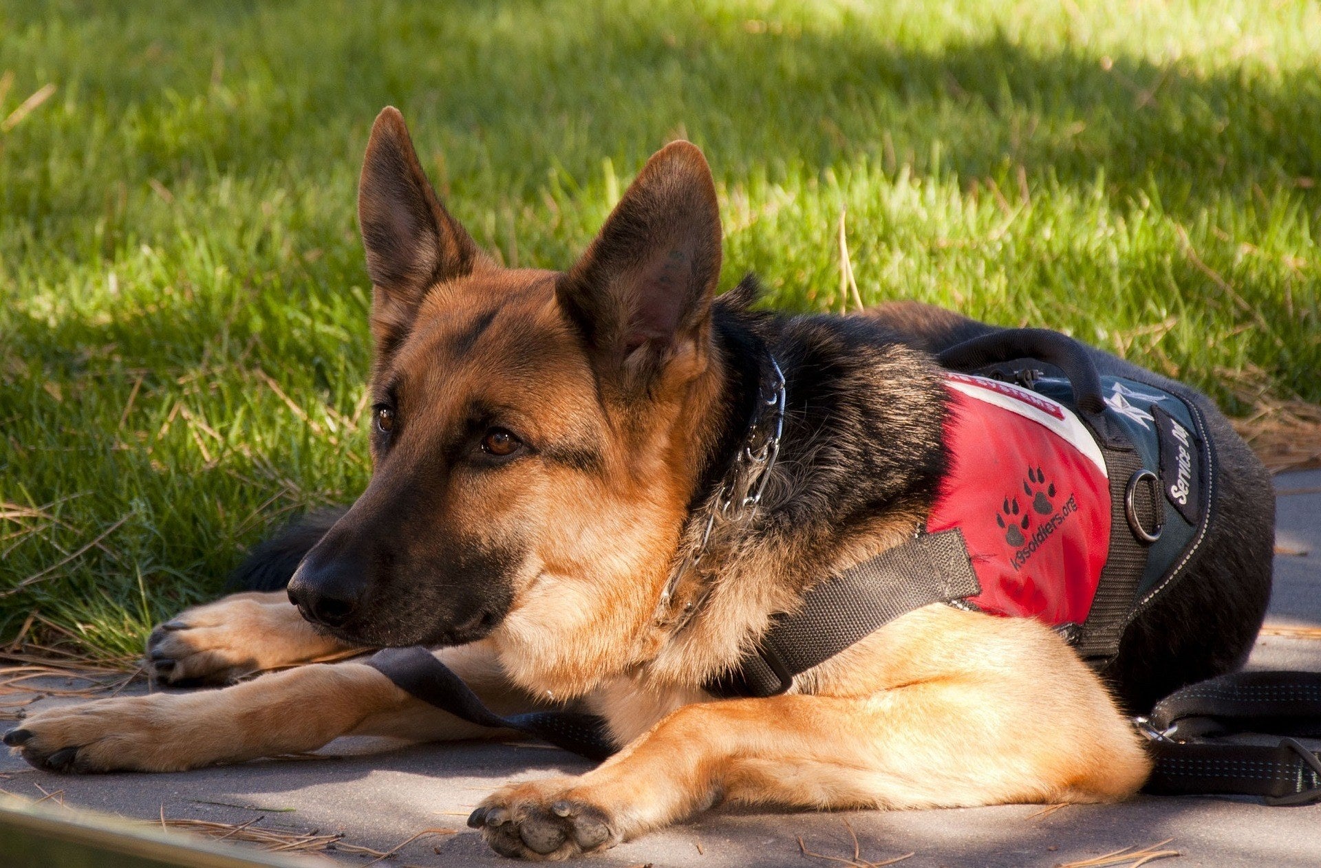 Famous Working Dogs To Recognize On Labor Day | Vet Organics
