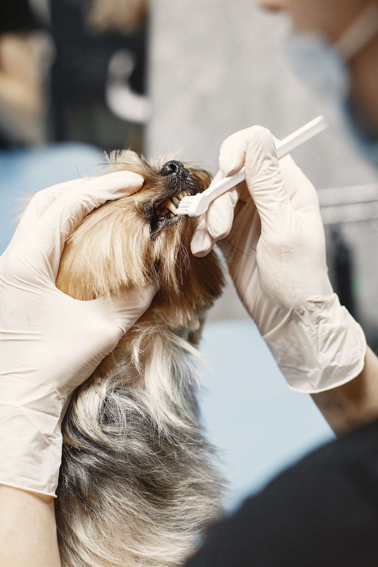 The Importance of Natural Dental Care for Your Pet – Vet Organics
