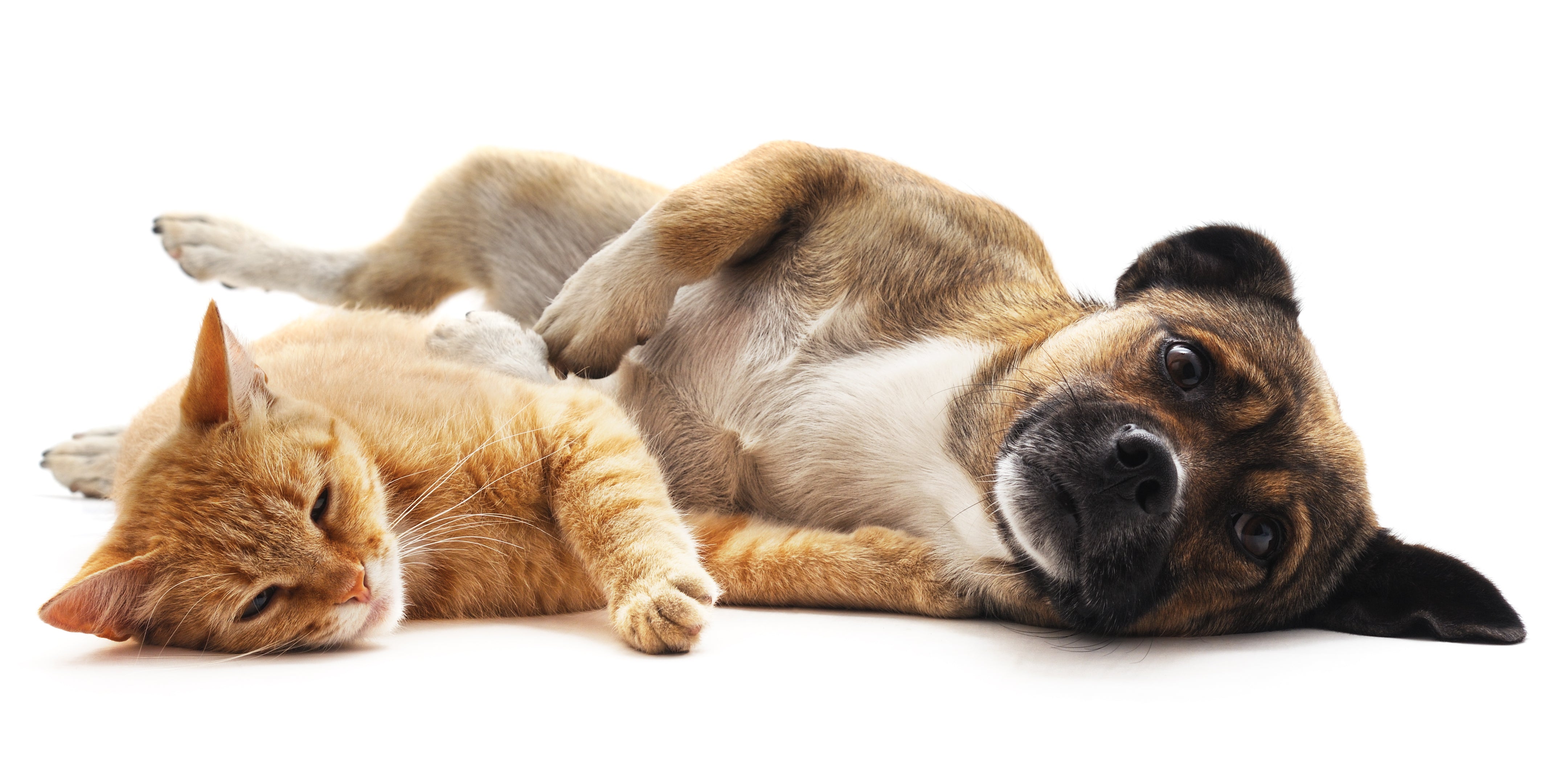 November Is Pet Diabetes Awareness Month | Vet Organics