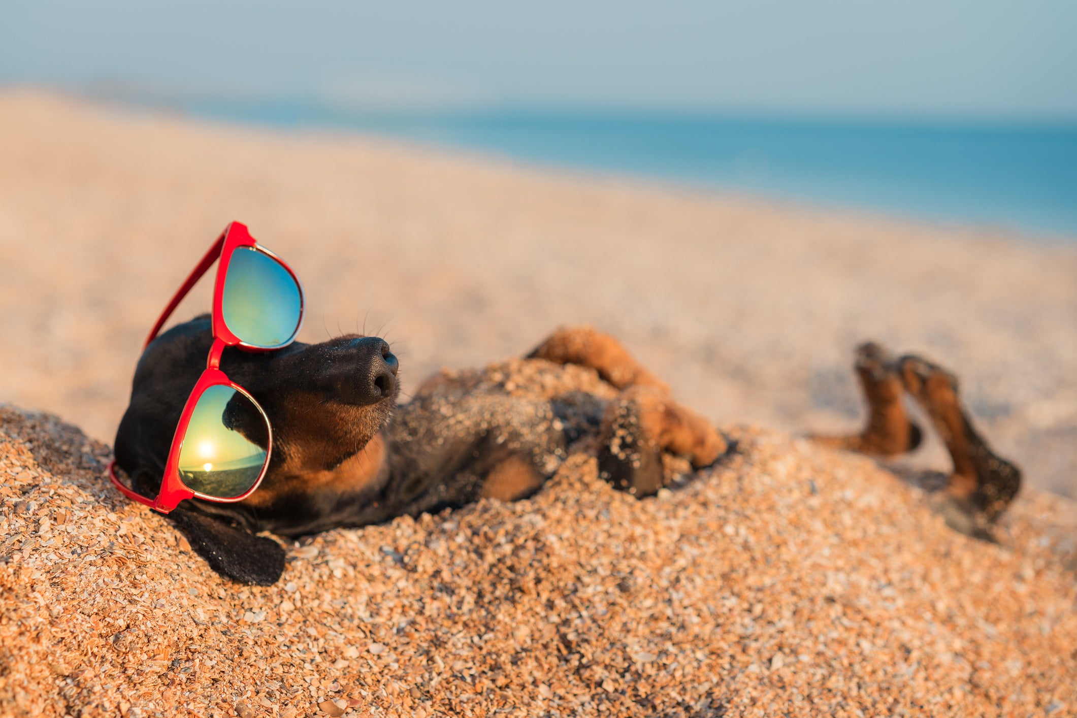Tips For Dogs In Summer | Vet Organics