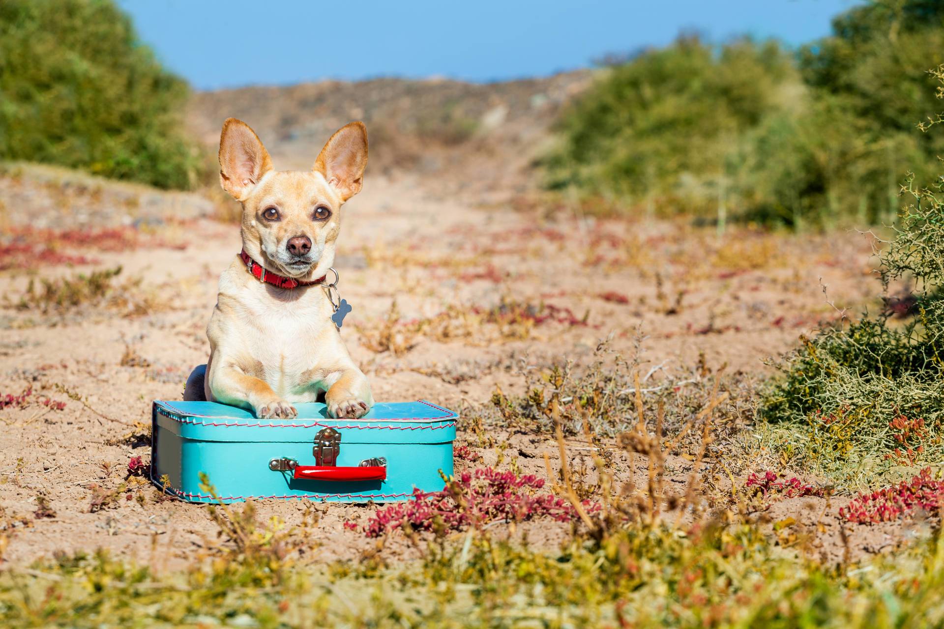 Adopt A Dog Month For Those Who Aren’t Adopting | Vet Organics