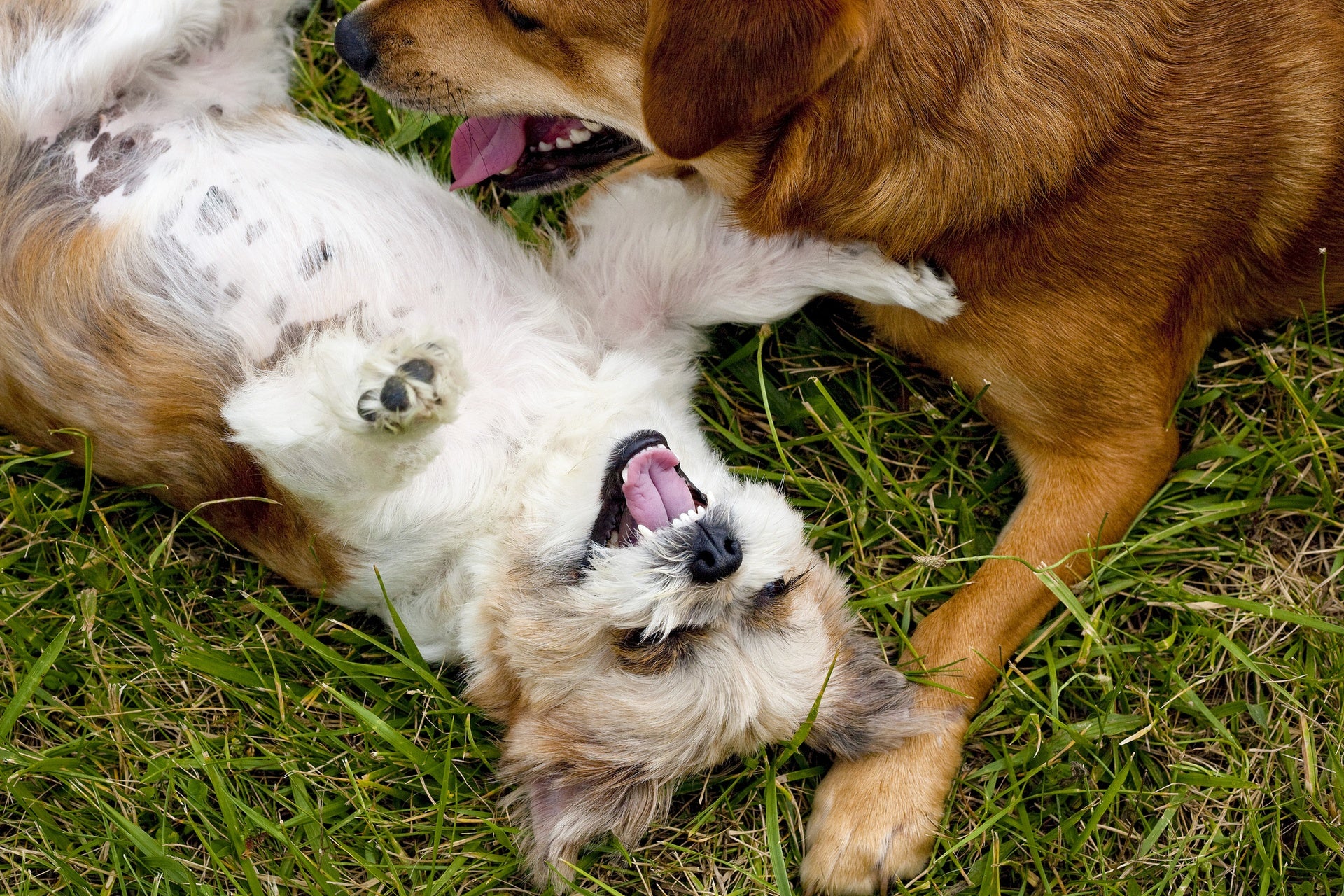 National Mutt Day July 31 and Dec 2 | Vet Organics