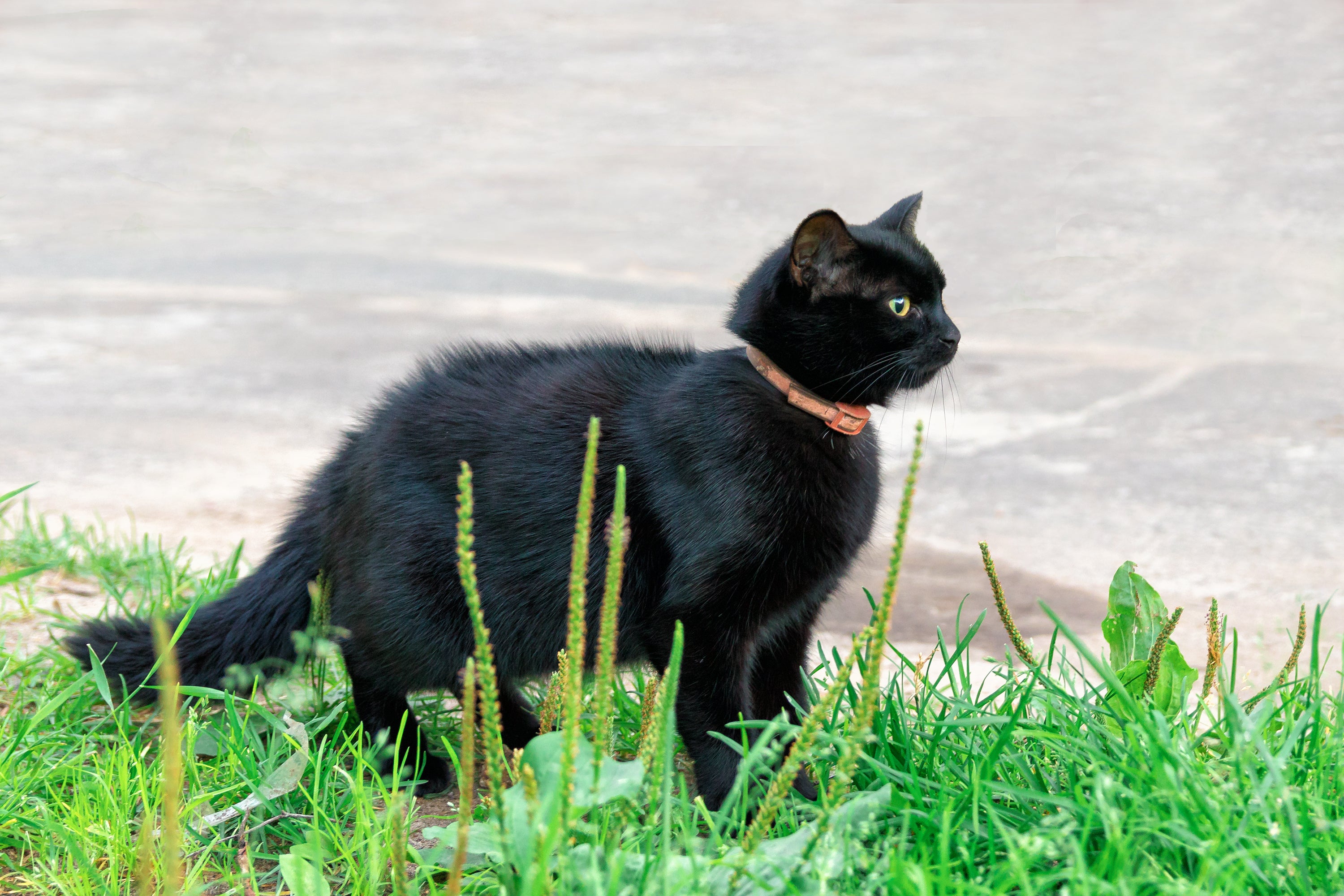 How To Find A Lost Indoor Cat | Vet Organics