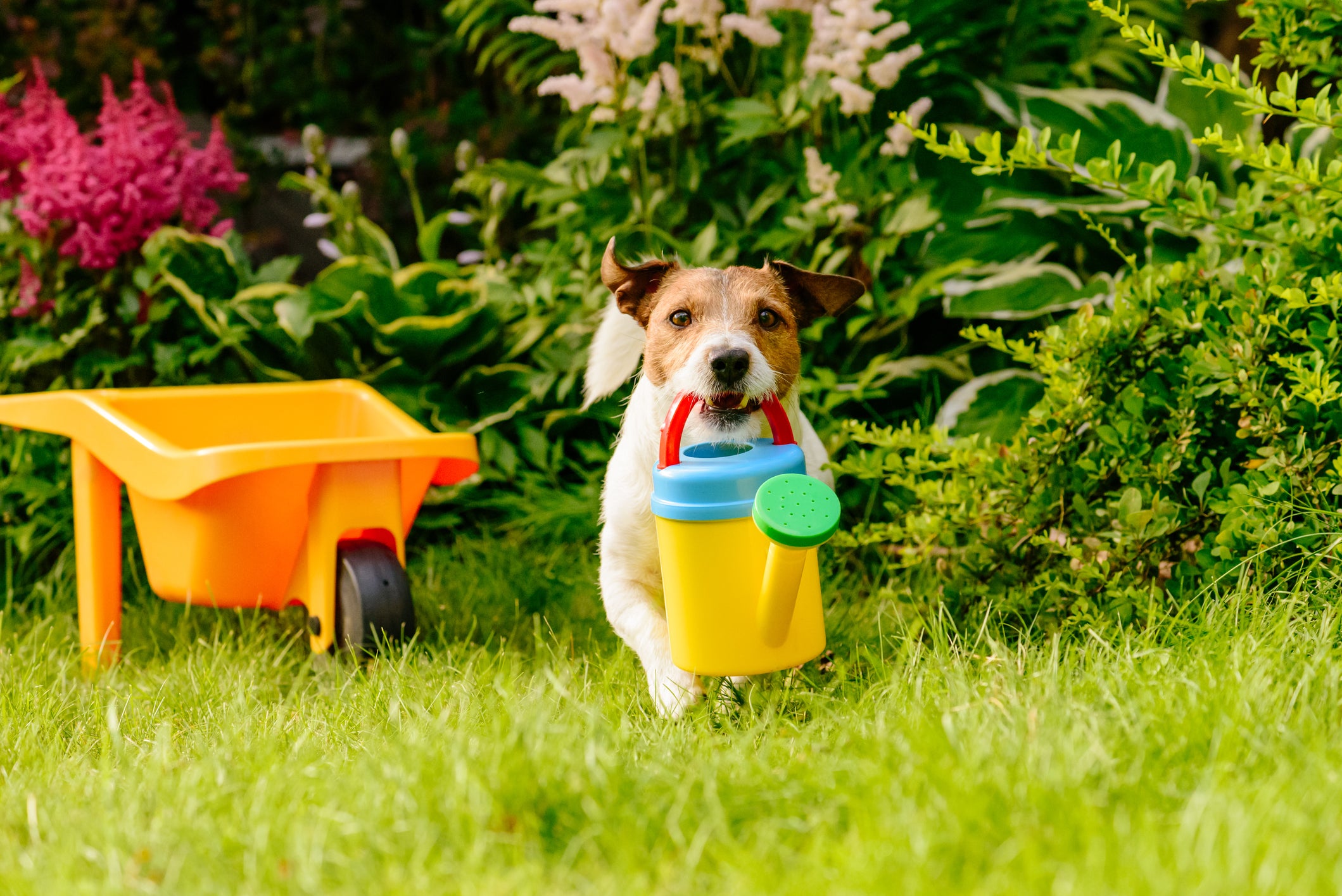 Safe Plants That Are Non-Toxic To Dogs | Vet Organics