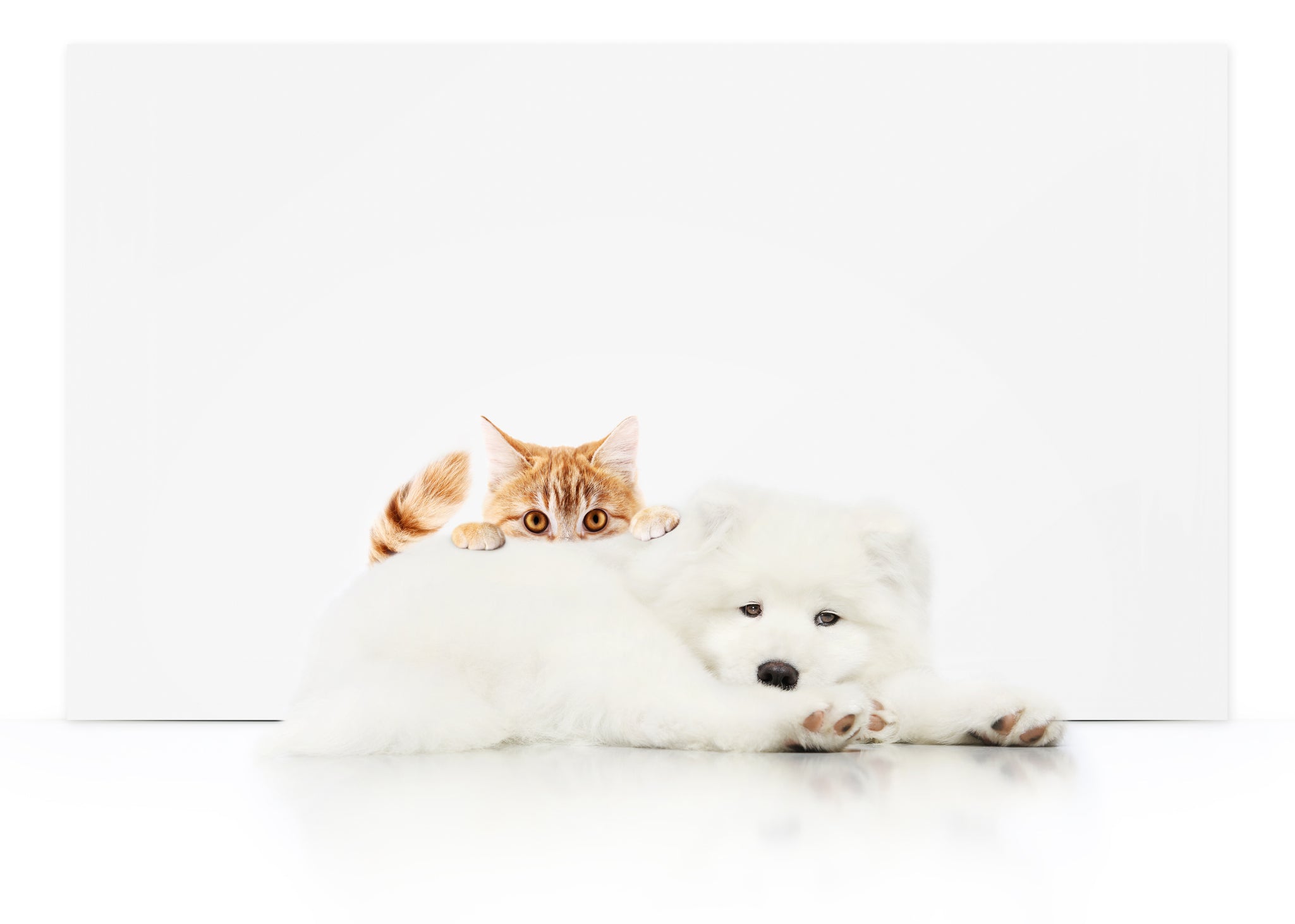 A Guardian’s Guide to Dermatophytosis (Ringworm) | Vet Organics