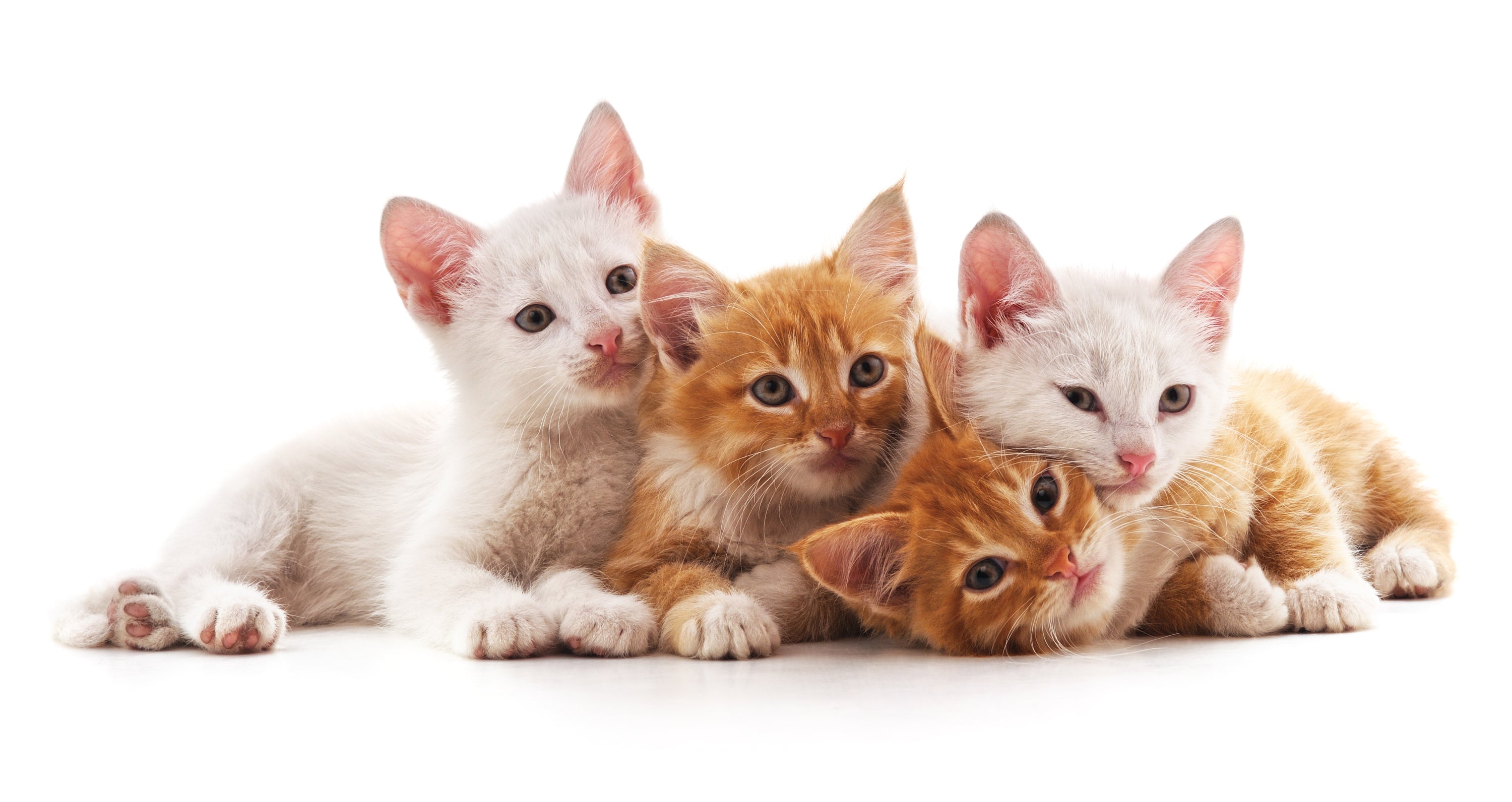 Bonded Cats & Their Mysterious Social Structures Part 1 | Vet Organics