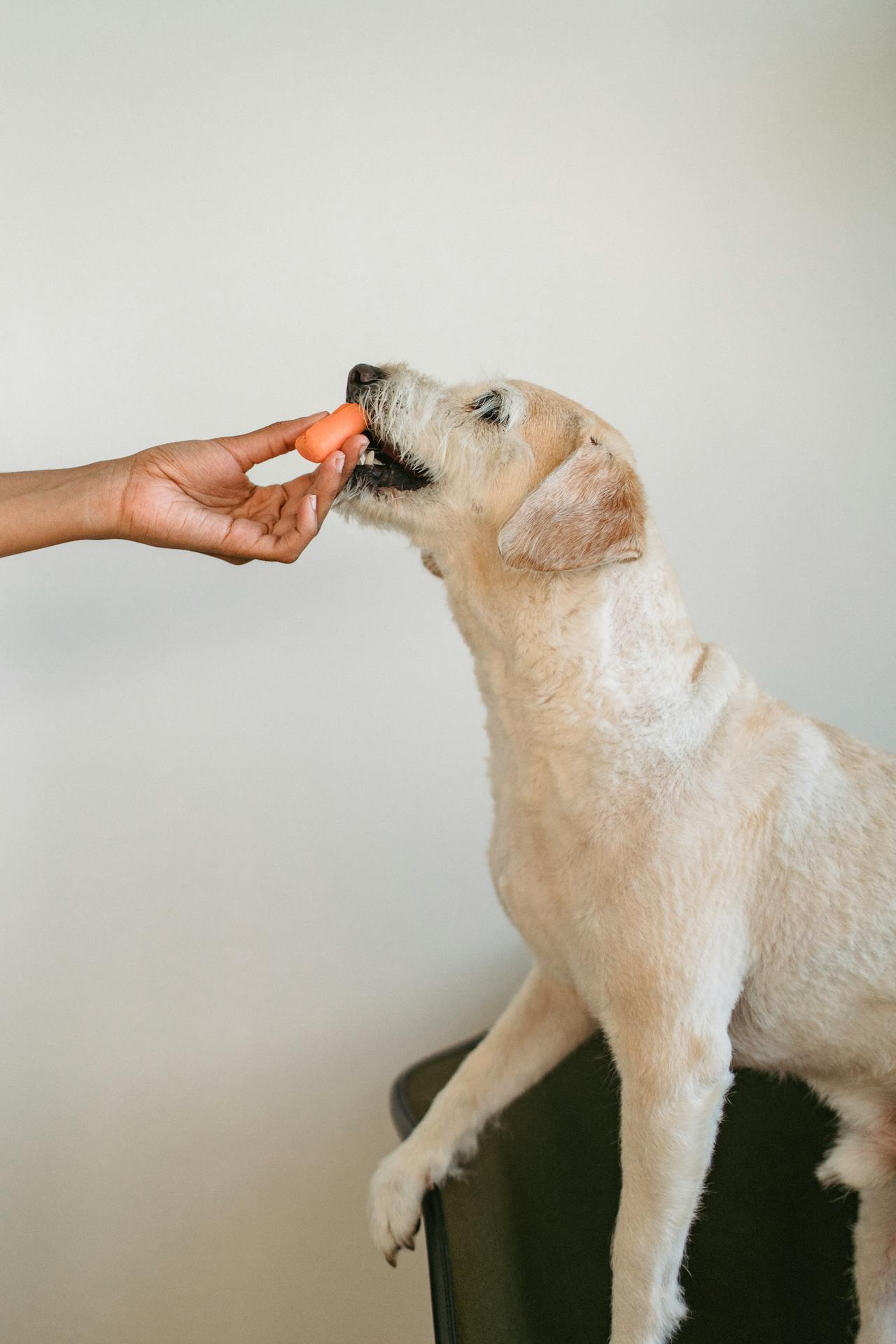 How to Transition Your Pet to Natural Products – Vet Organics