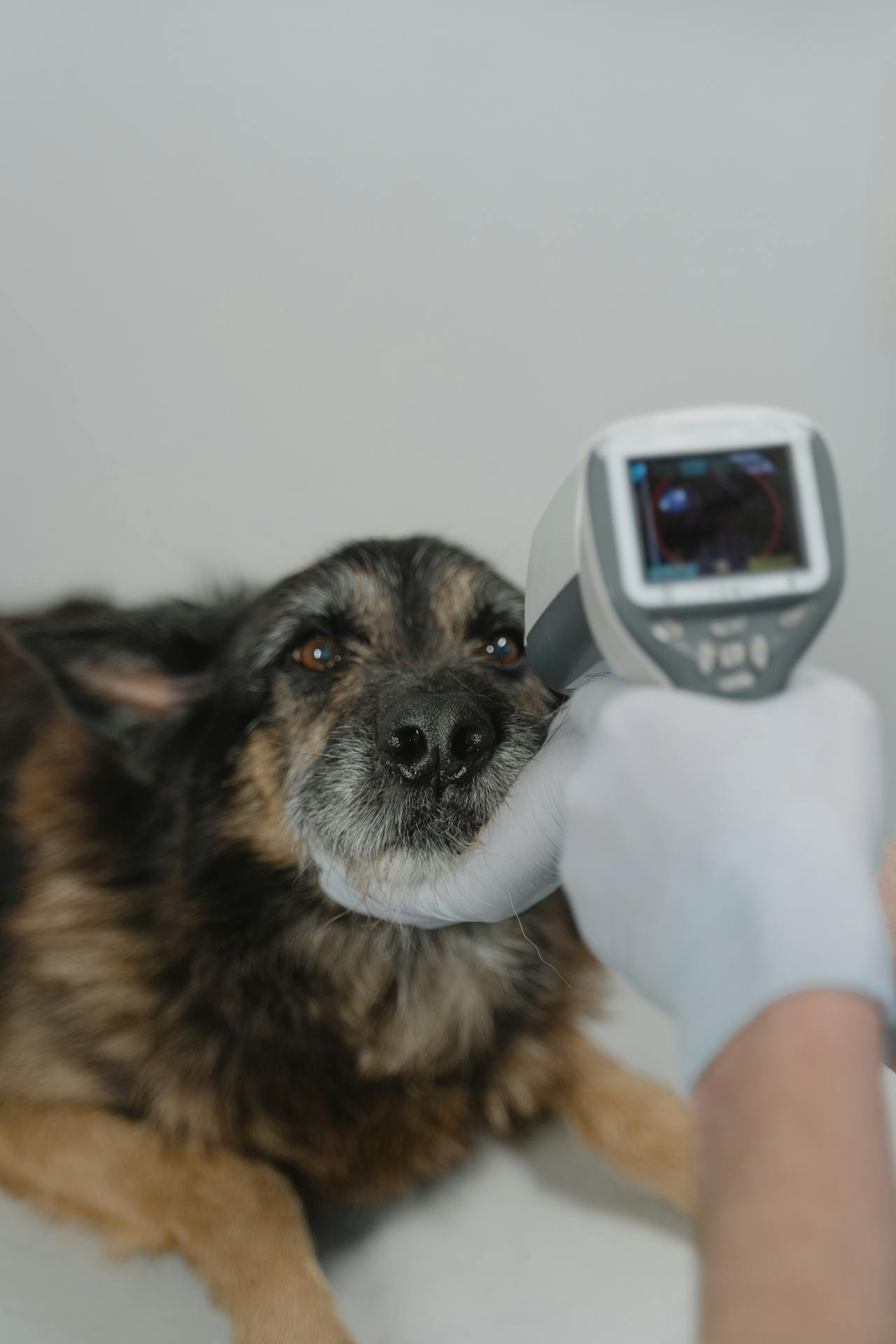 A Guide to Natural Remedies for Common Pet Ailments – Vet Organics