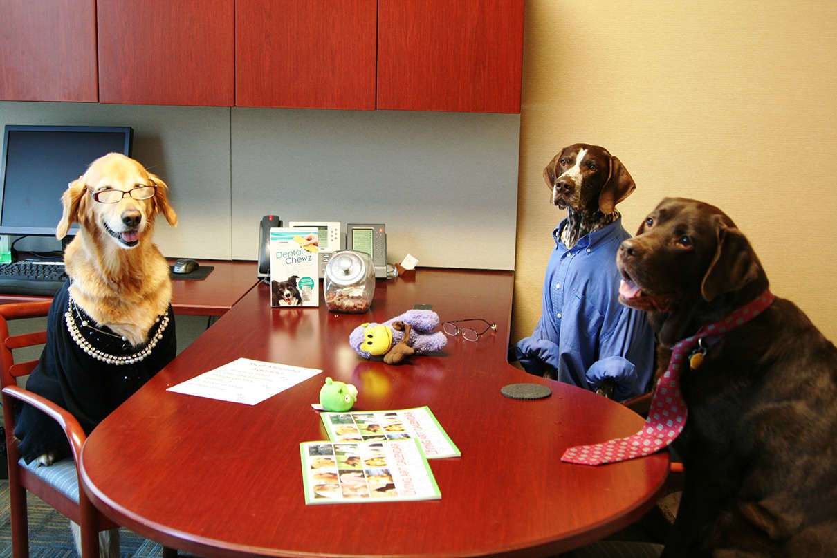 Top 5 Tax Deductions Available for Pet Owners – Vet Organics