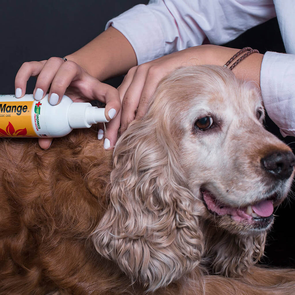 EcoMange Mange Treatment for Dogs & Cats with Demodectic or Sarcoptic ...